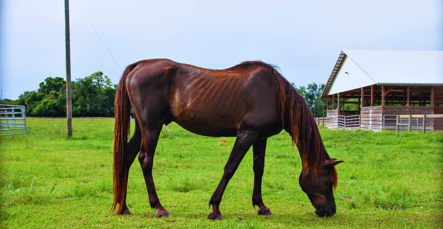 ¿Por qué mi caballo está adelgazando? Causas, soluciones y qué hacer ...