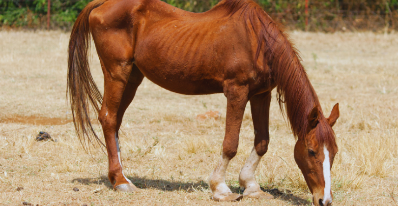 ¿Qué es un absceso en un caballo y cómo tratarlo correctamente ...